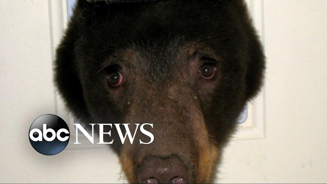 Idaho Man's Close Encounter With Bears