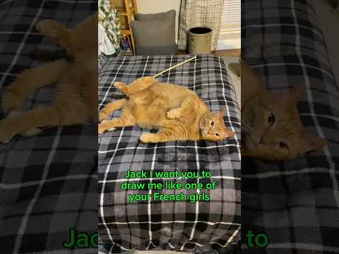 Draw me like one of your French girls #funnycats #titanic