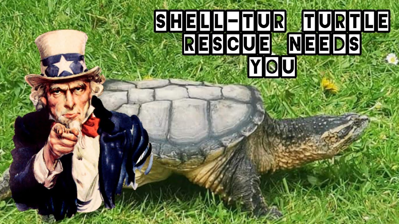 Please Help Shell-Tur Turtle Rescue Grow!!!