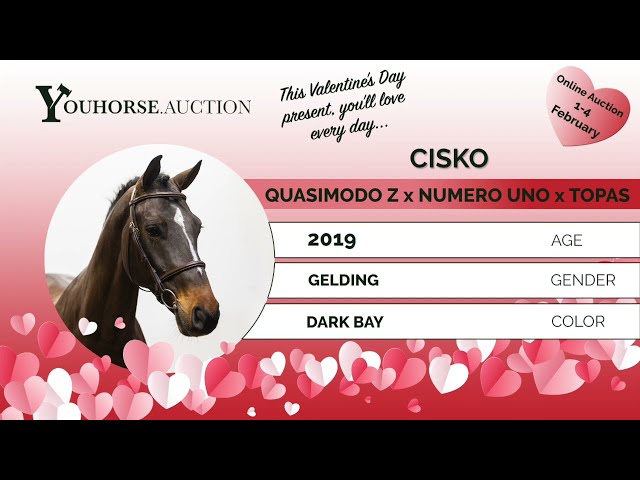 Youhorse.auction | Cisko