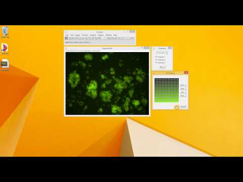 ImageJ Tutorial: How to convert greyscale to FITC