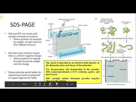 SDS PAGE
