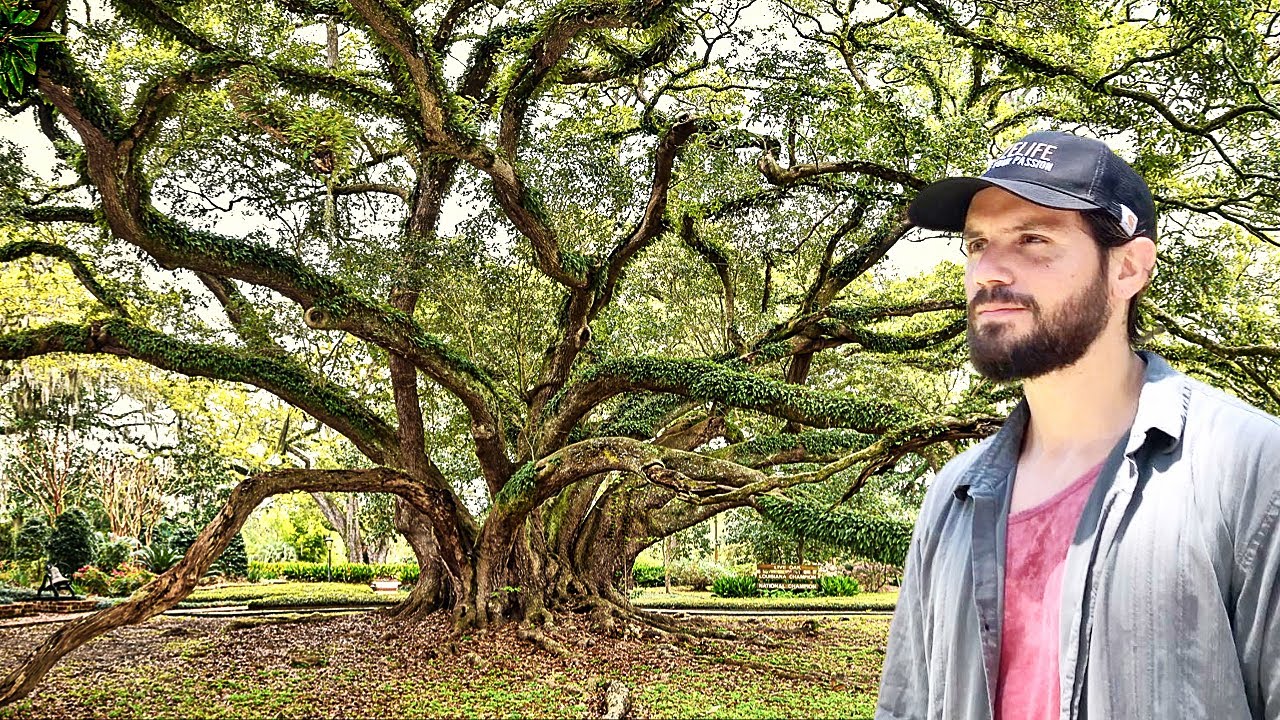Nature’s Best Kept Secrets | World’s Largest Live Oak Tree