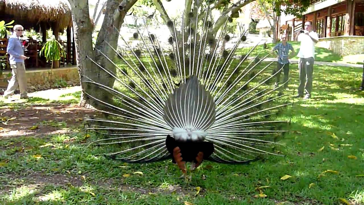 Attacked by an Angry Peacock