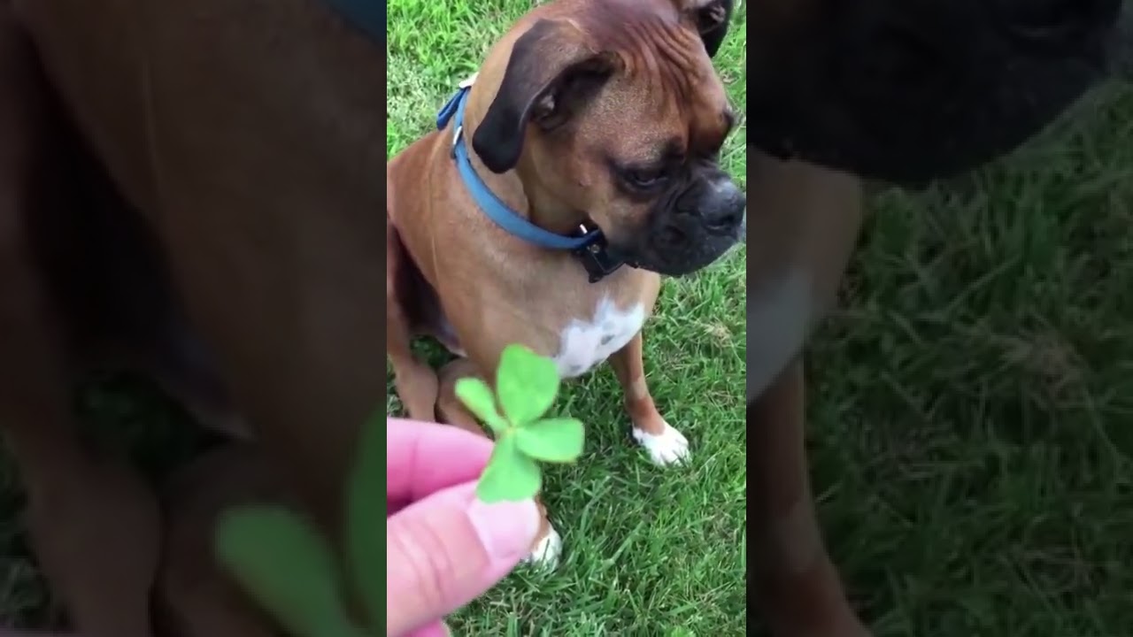 The dog wanted to be lucky forever by eating the four-leaf clover