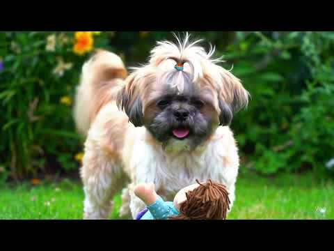 Realistic AI Shih Tzu Video With Google Gemini Veo | Google Gemini Veo Free Trial in India 🇮🇳 | AI