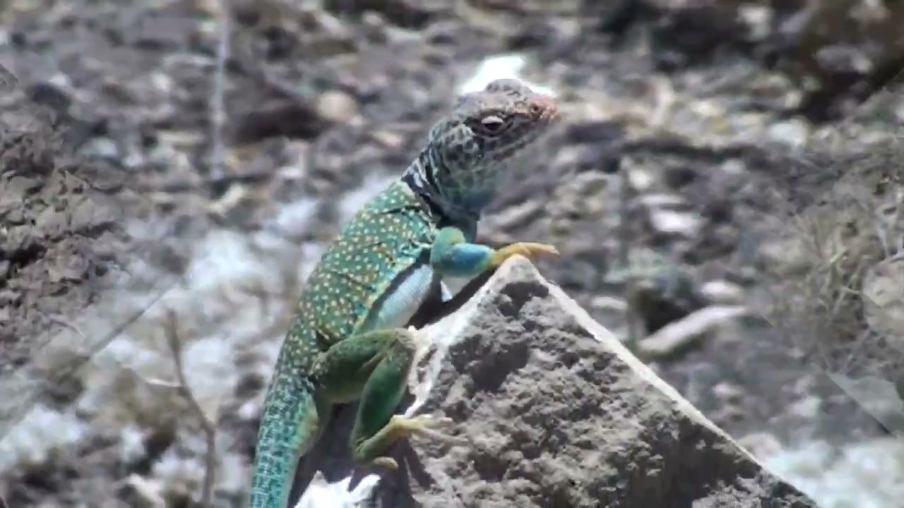 Collared lizard (Crotaphytus collaris).