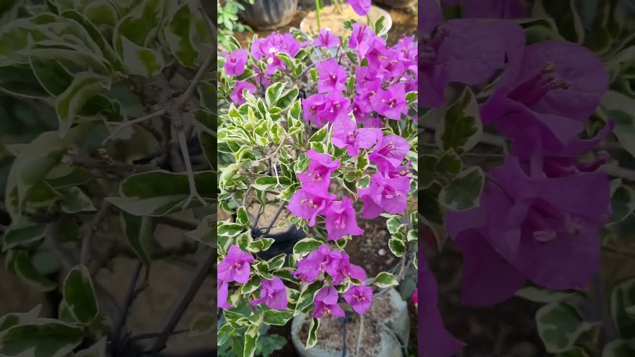 BUNGA BOUGENVILLE UNGU DAUN VARIEGATA