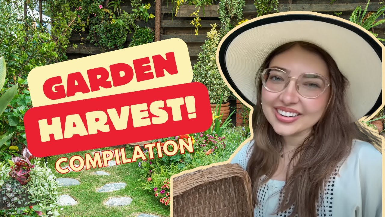 time for a garden harvest!