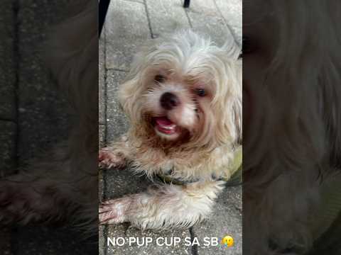 5k walk 14 min pace 7000 steps x 2 bc 4 legs = 14000 steps #workout #dog #nuvali