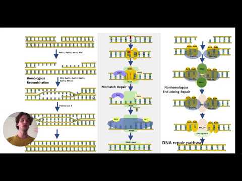 MCAT Question of the Day: DNA Replication