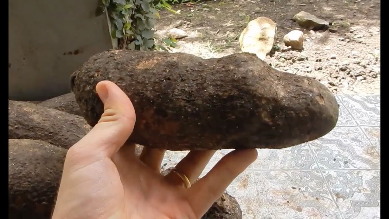 Lisbon Yams: A Well-Shaped Cultivar of Dioscorea alata