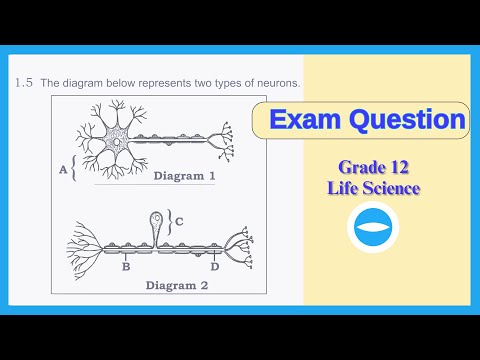 Exam Question | Sensory and motor neurons | Human respond to environment | Life science grade 12