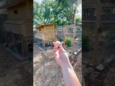 my backyard chicken coop and run 🐔 #chickens #homestead #chickencoop #DIY