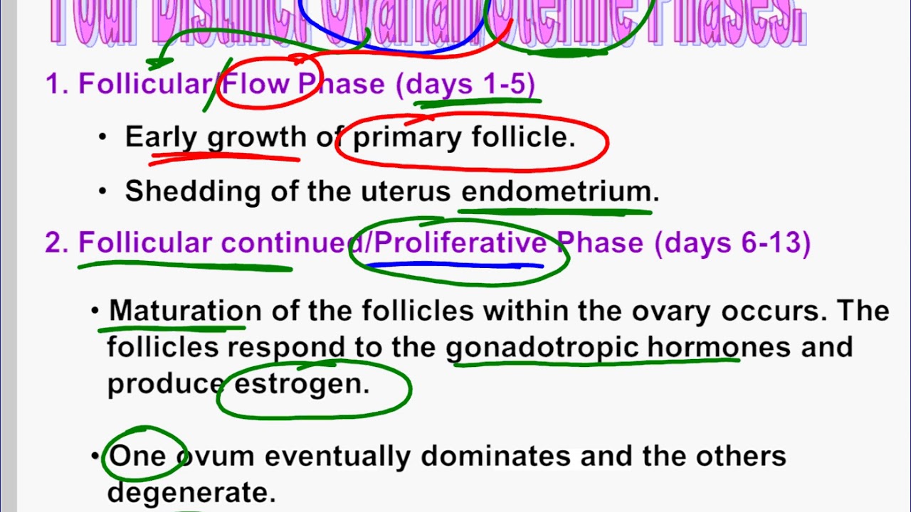 Mr. Walker's Biology 30: Female Reproductive Cycles Lesson