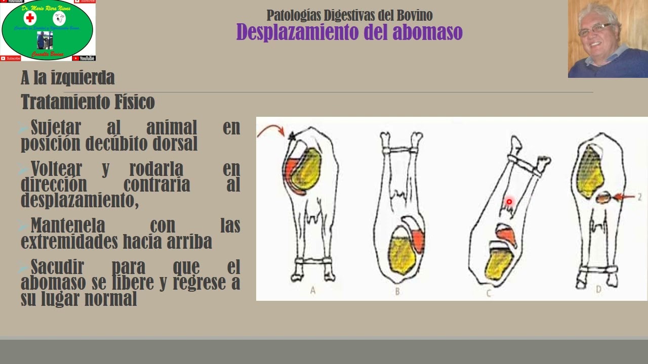 Desplazamiento del Abomaso Parte 2: Diagnóstico, Tratamiento Prevención y Control