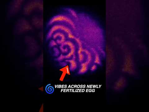 ???? Ripples of vibration across a newly fertilized egg #Medical #Research #Science #Microscope