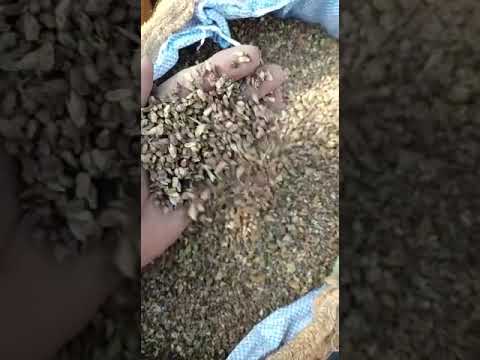 Shivlingi Seeds - Shivlingi Beej Latest Price, Manufacturers & Suppliers