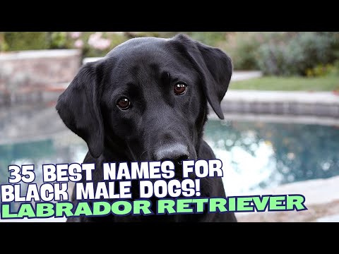 35 Best Names for Black Male Labradors! 🐾
