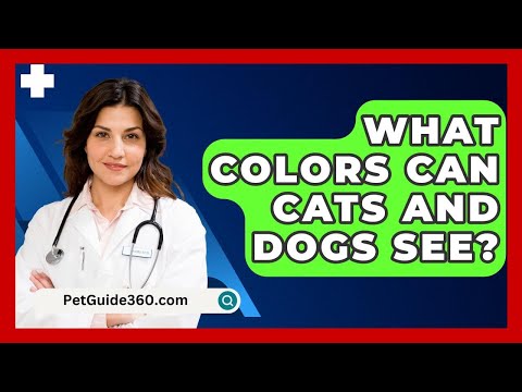 What Colors Can Cats and Dogs See? - PetGuide360.com