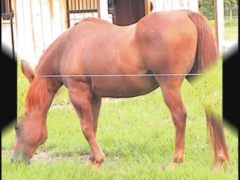 See the Equiade Body Builder Horse Supplement Difference