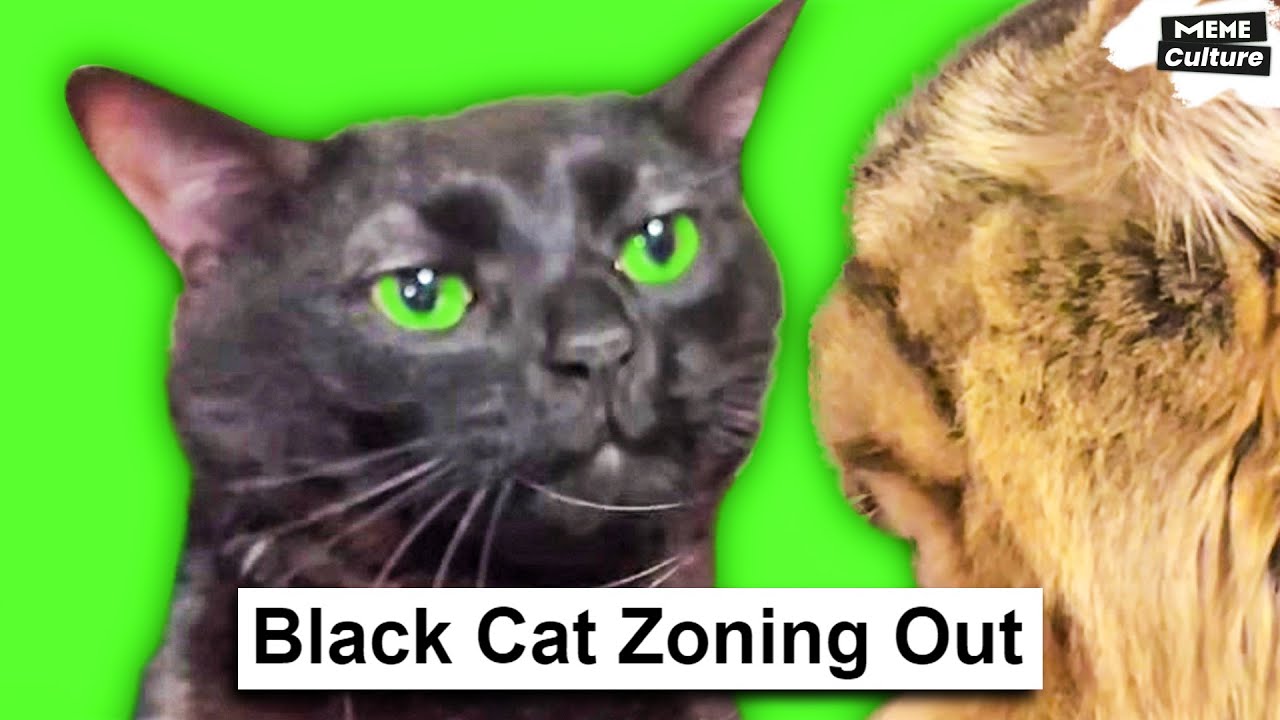 Black Cat Zoning Out Original meme