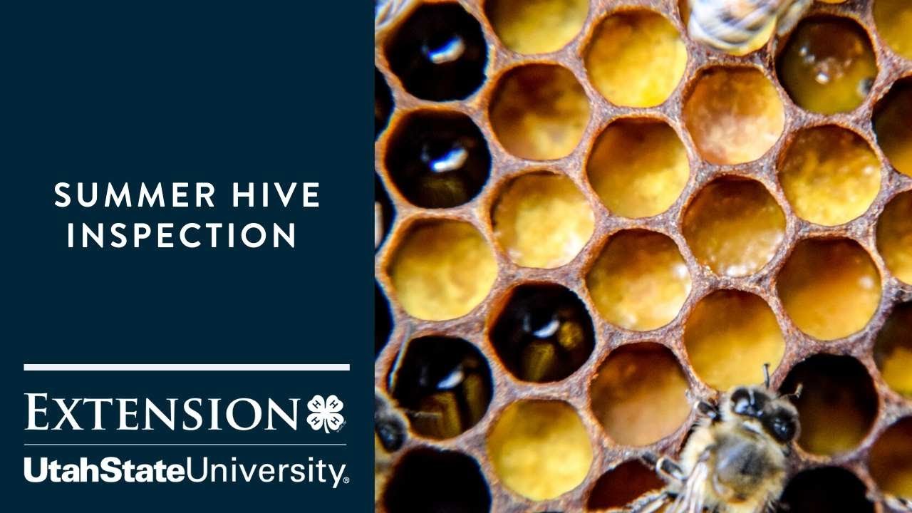 Summer Hive Inspection