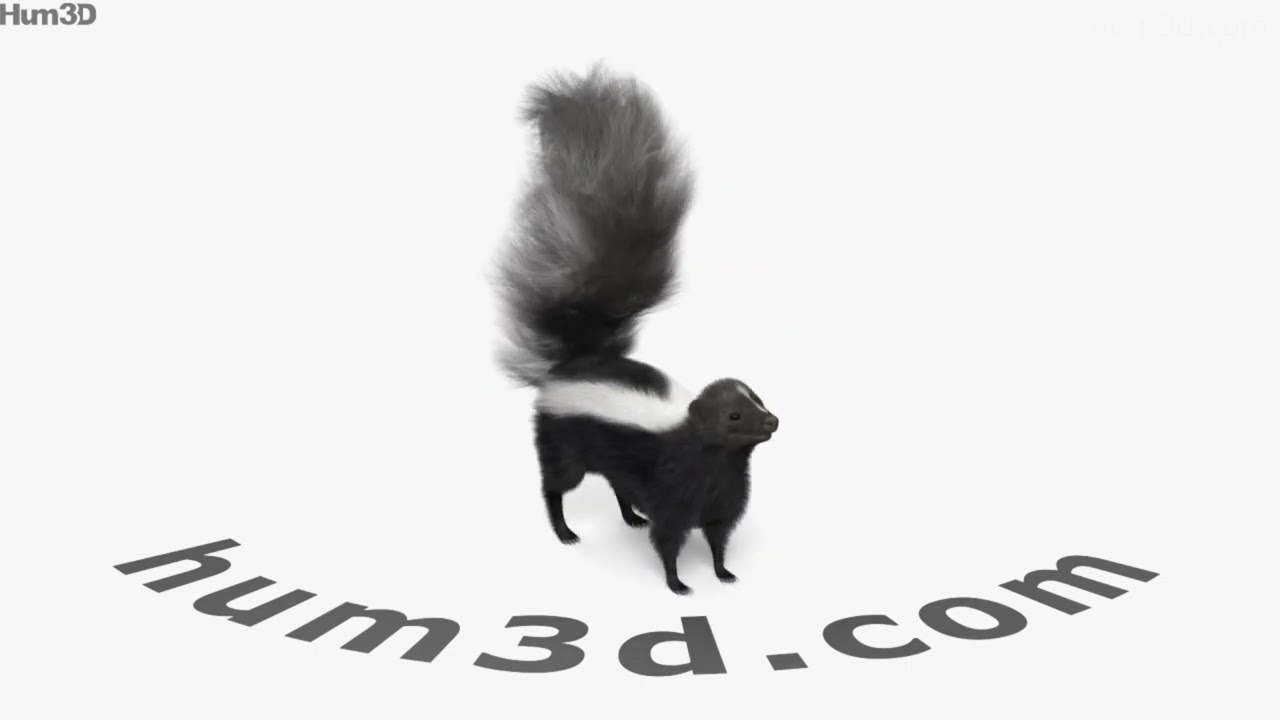 Skunk 3D model by 3DModels.org