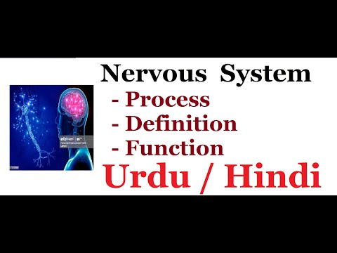 What is Nervous system? |Easy Explanation| Urdu / Hindi