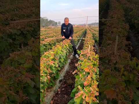 Grape Farming #satisfying #shot