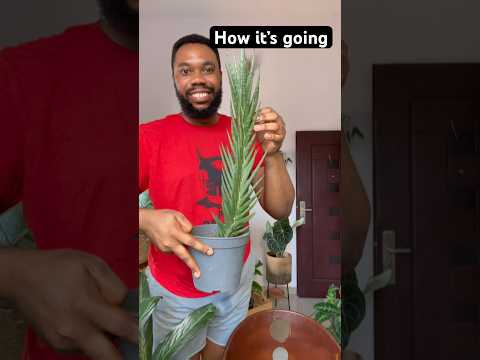 My snake plant glow up after 2 years #dracaena #snakeplant #beforeandafter