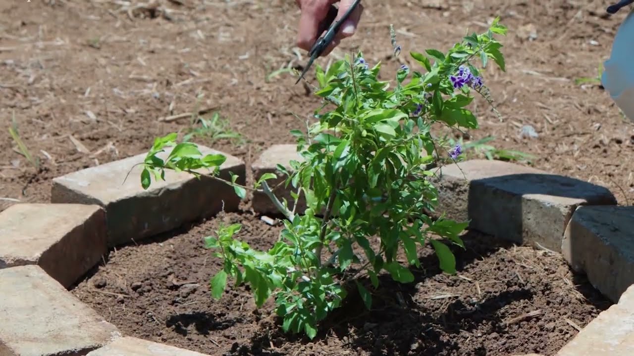 How to Grow and Care for Duranta Plant (Golden Dewdrops)