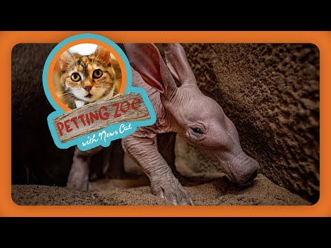 Petting Zoo: Newborn Aardvark has a Literary Name