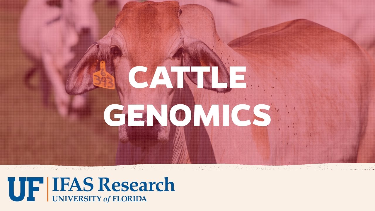 UF/IFAS Research | Cattle Genomics