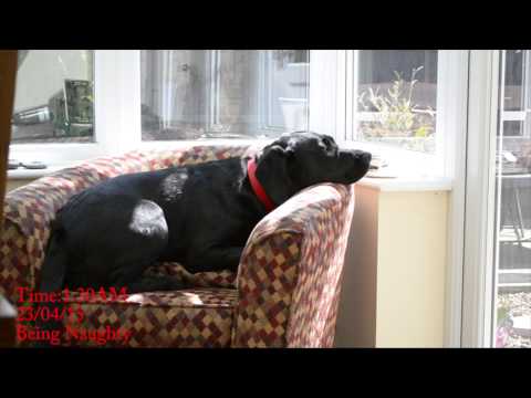 The Labrador Retriever; An Observational Documentary