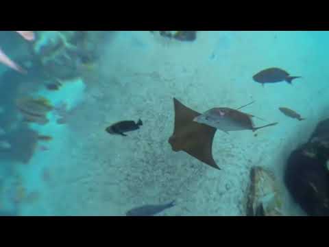 VID 20241206 125822 00 043 discovery cove