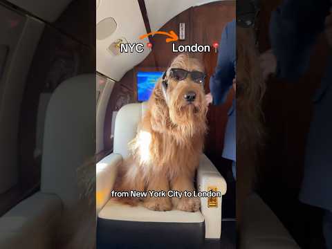 Here’s how you can fly with YOUR DOG! 🐶🛩️ #traveldog #dogdad #goldendoodle #flyprivate