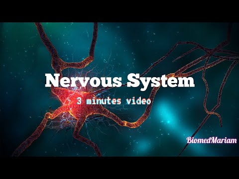 NERVOUS SYSTEM | Reflex Arc | Synapses