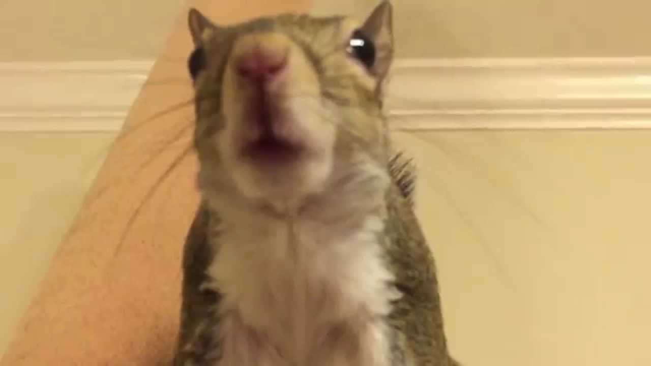 Squirrel Chirping and Barking
