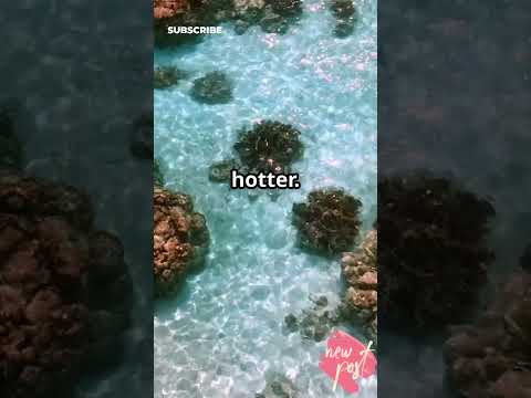 Coral Reefs: A Vanishing Wonder