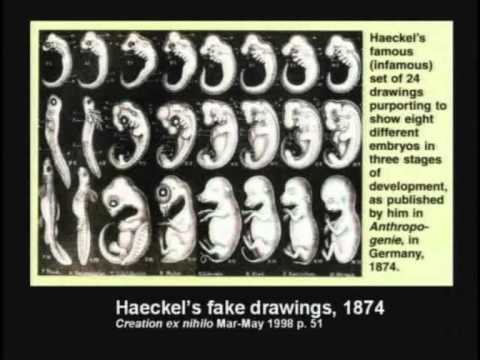 Rant 2- Embryology Proves Evolution