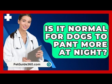 Is It Normal For Dogs To Pant More At Night? - PetGuide360.com