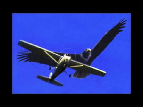 Cryptid Files #4: ThunderBird