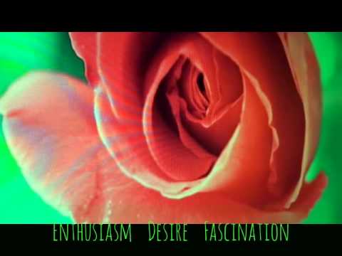 an ORANGE ROSE~ the meaning of~