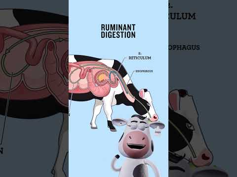 Why do cows ruminate?