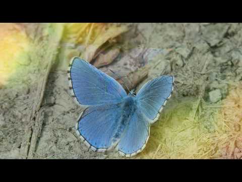 The Meaning Of A Blue Butterfly | The Bringers Of Change And Love