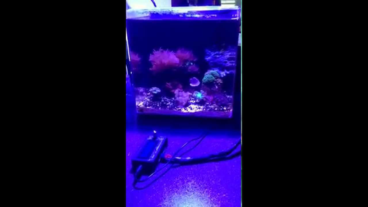 Rapid LED Aurora with coralux storm x controller review