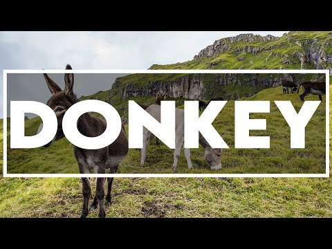 DONKEY SOUND EFFECTS - SFX LIBRARY - NO COPYRIGHT MUSIC