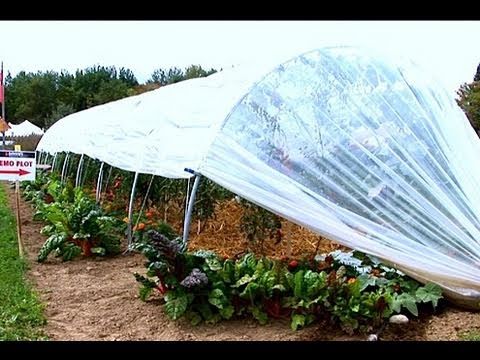 Tomato Varieties