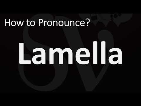 How to Pronounce Lamella? (CORRECTLY)